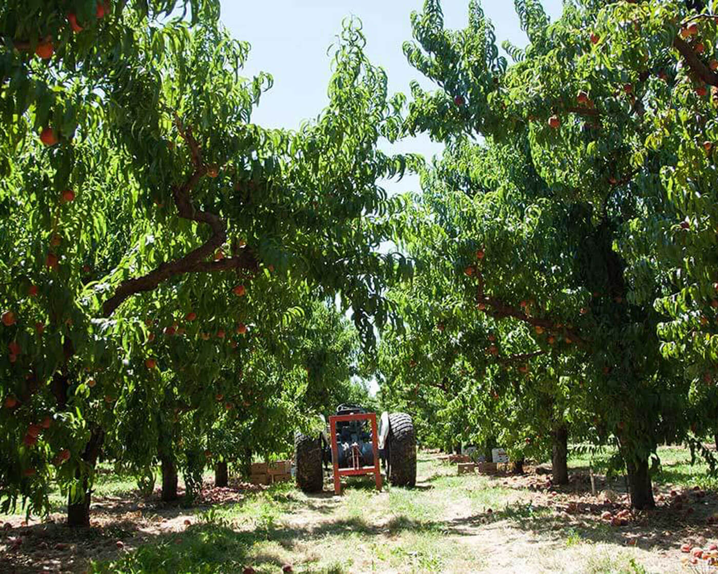 Peach Orchard